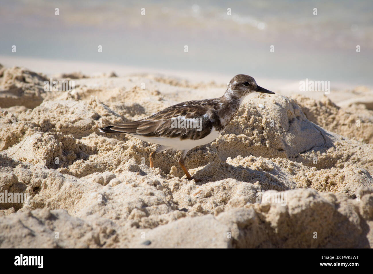 A ruddy turnstone bird (Arenaria interpres) with winter plumage on a ...