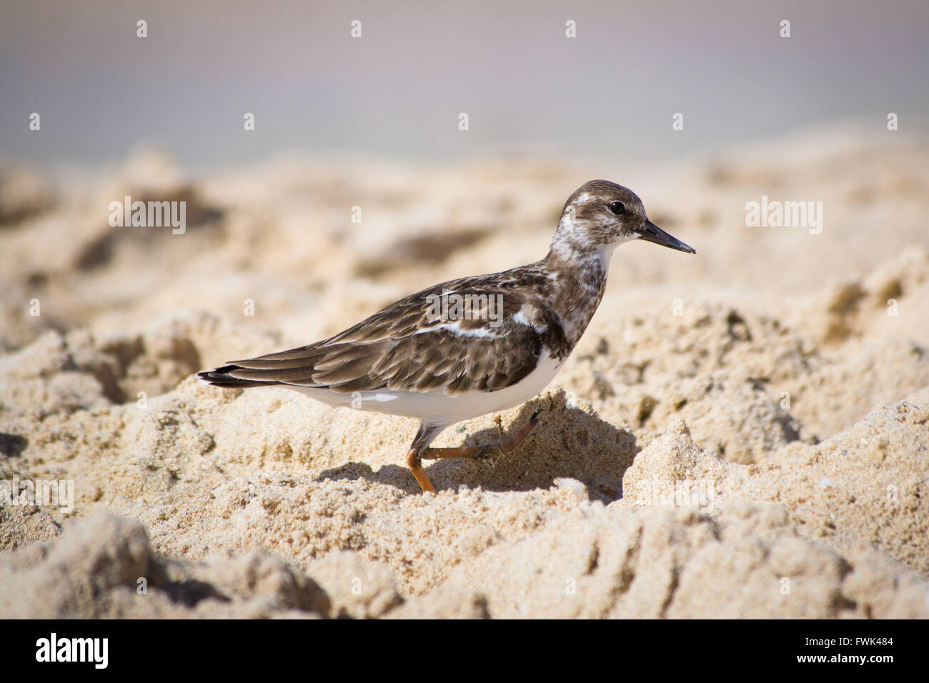 A ruddy turnstone bird (Arenaria interpres) with winter plumage on a ...