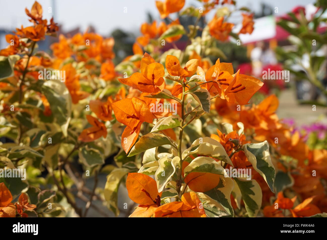 Bougainvillea india hi-res stock photography and images - Alamy
