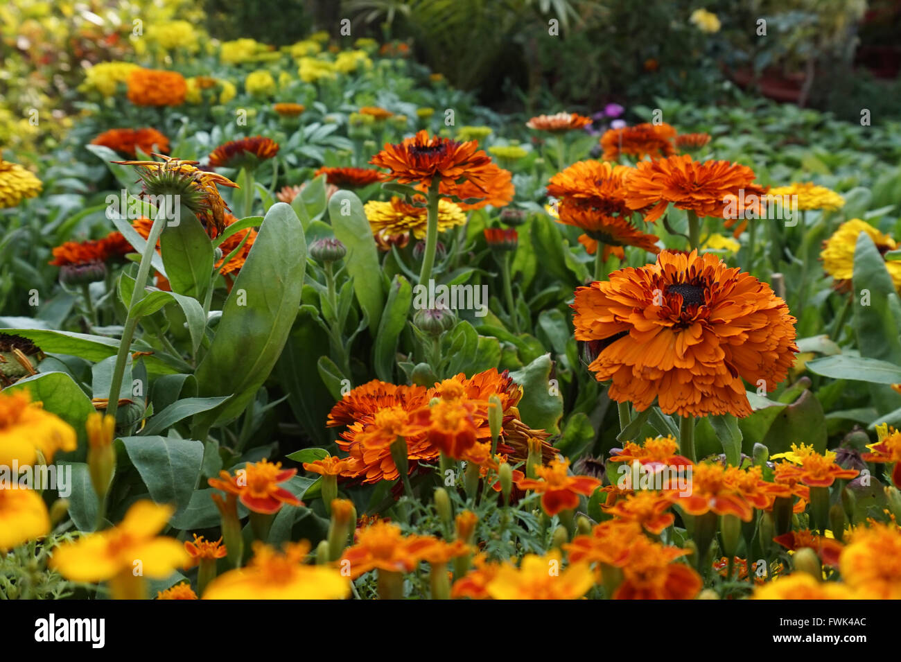 Marigold in nature hi-res stock photography and images - Alamy