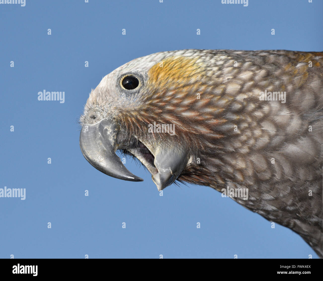 Kaka hi-res stock photography and images - Alamy