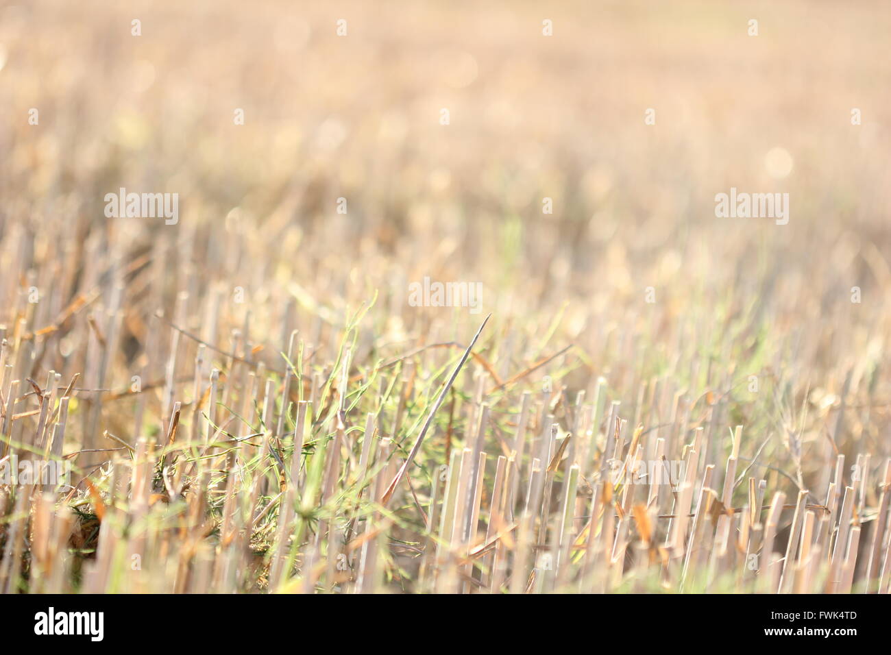 Stubbles On Field Stock Photo - Alamy
