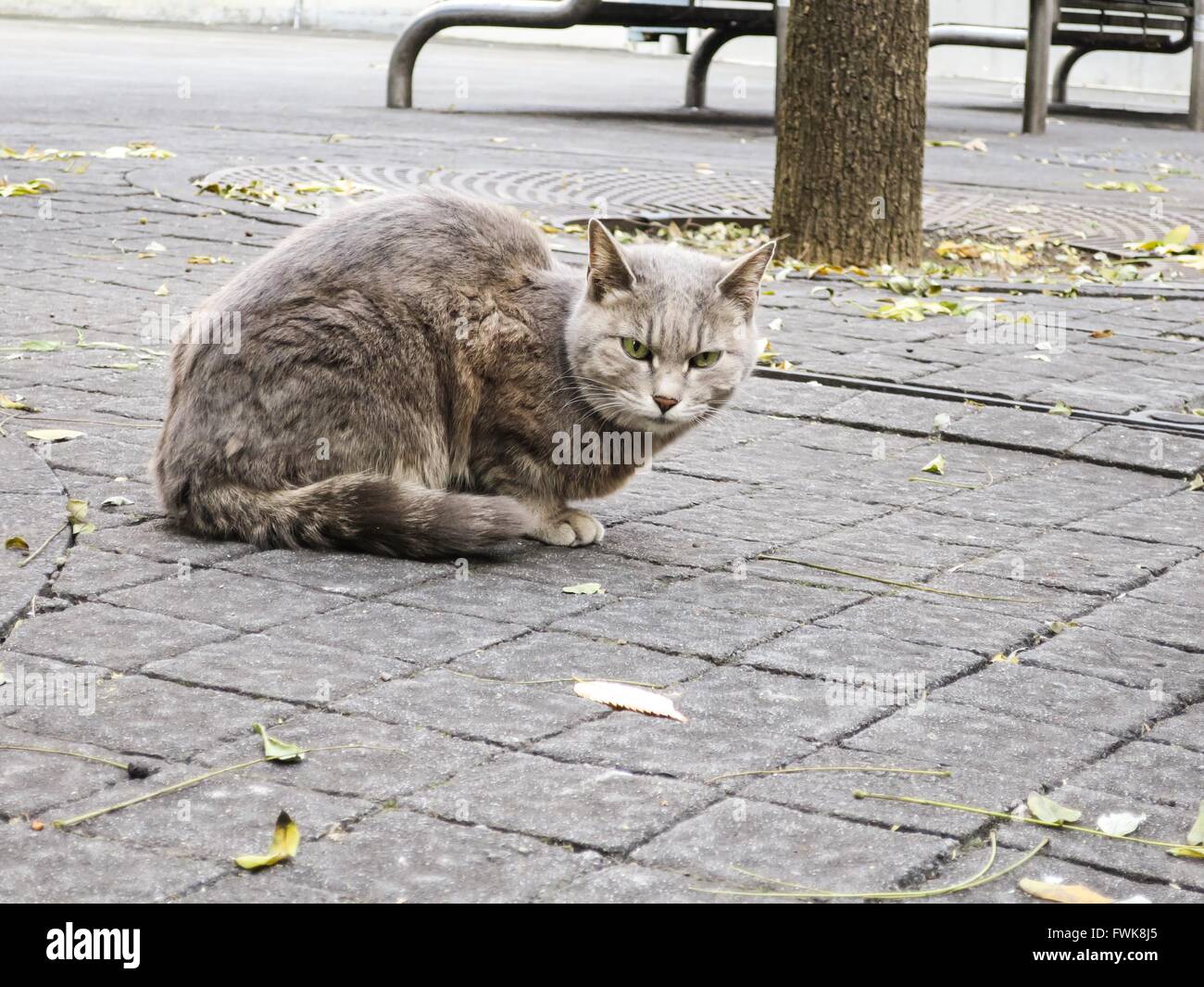 Cat pathway hi-res stock photography and images - Alamy