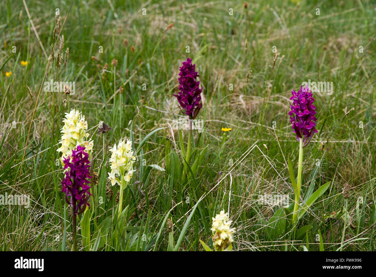 Magenta flowers hi-res stock photography and images - Alamy