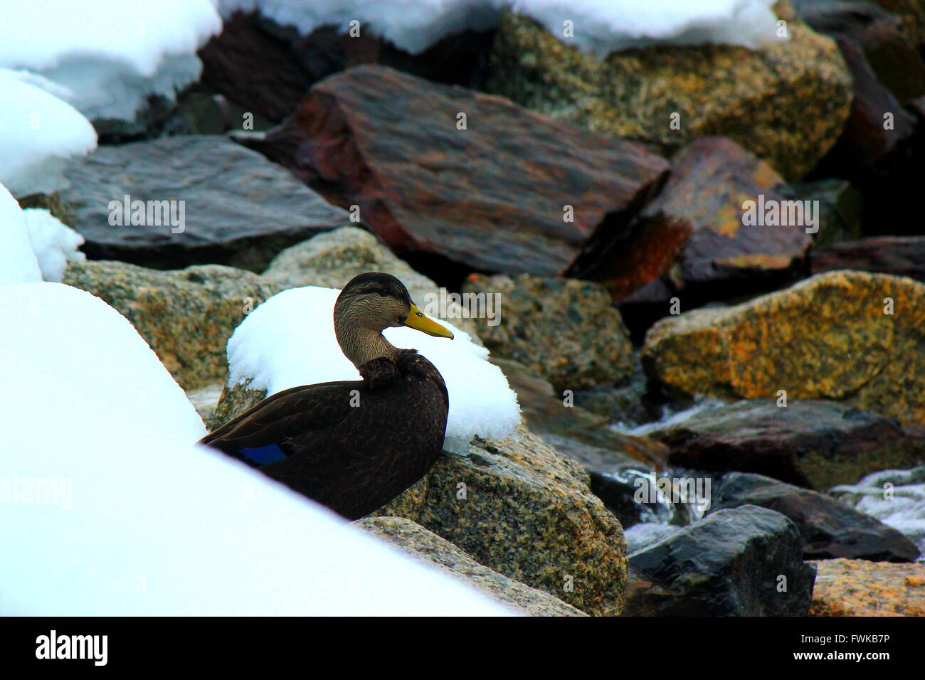 Duck rocks hi-res stock photography and images - Alamy