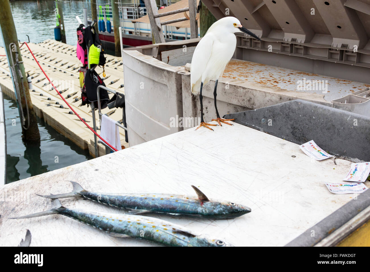 Egret standing beside freshly caught fish, on the side of a boat ...