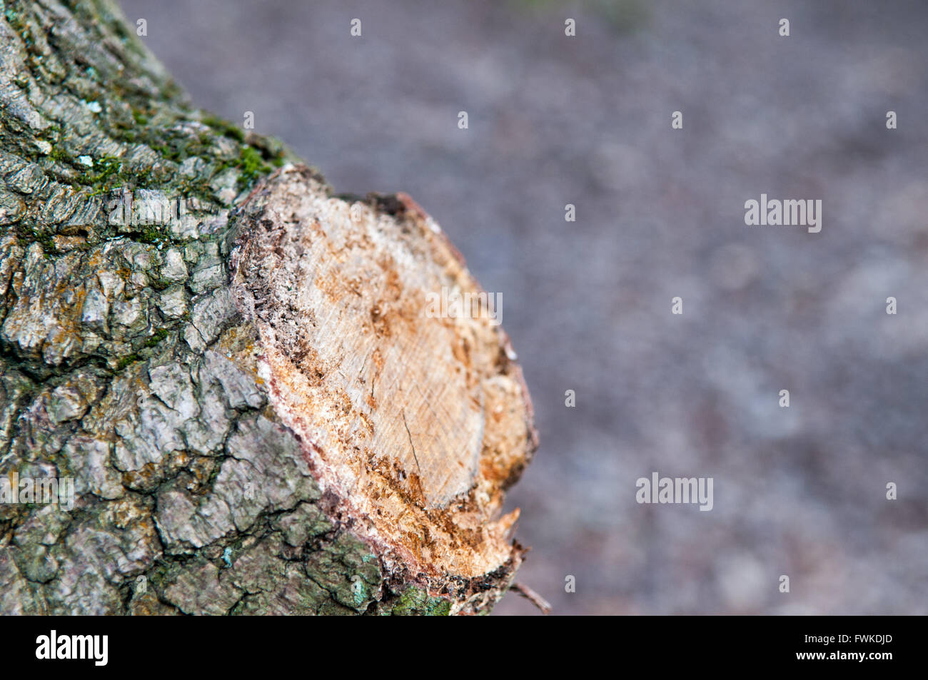 Close up wood background from a tree trunk Stock Photo - Alamy