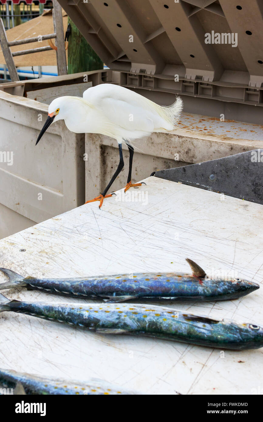 Egret standing beside freshly caught fish, on the side of a boat ...