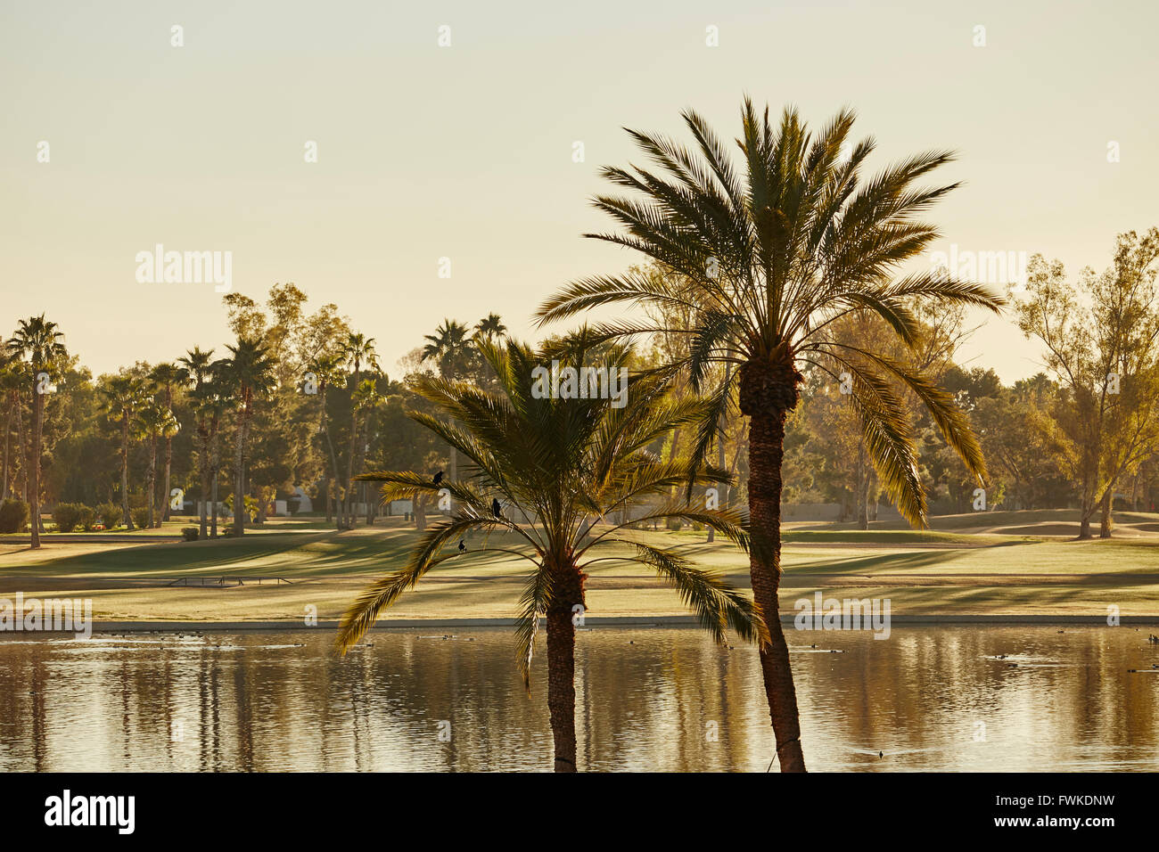 Trees In Scottsdale Arizona