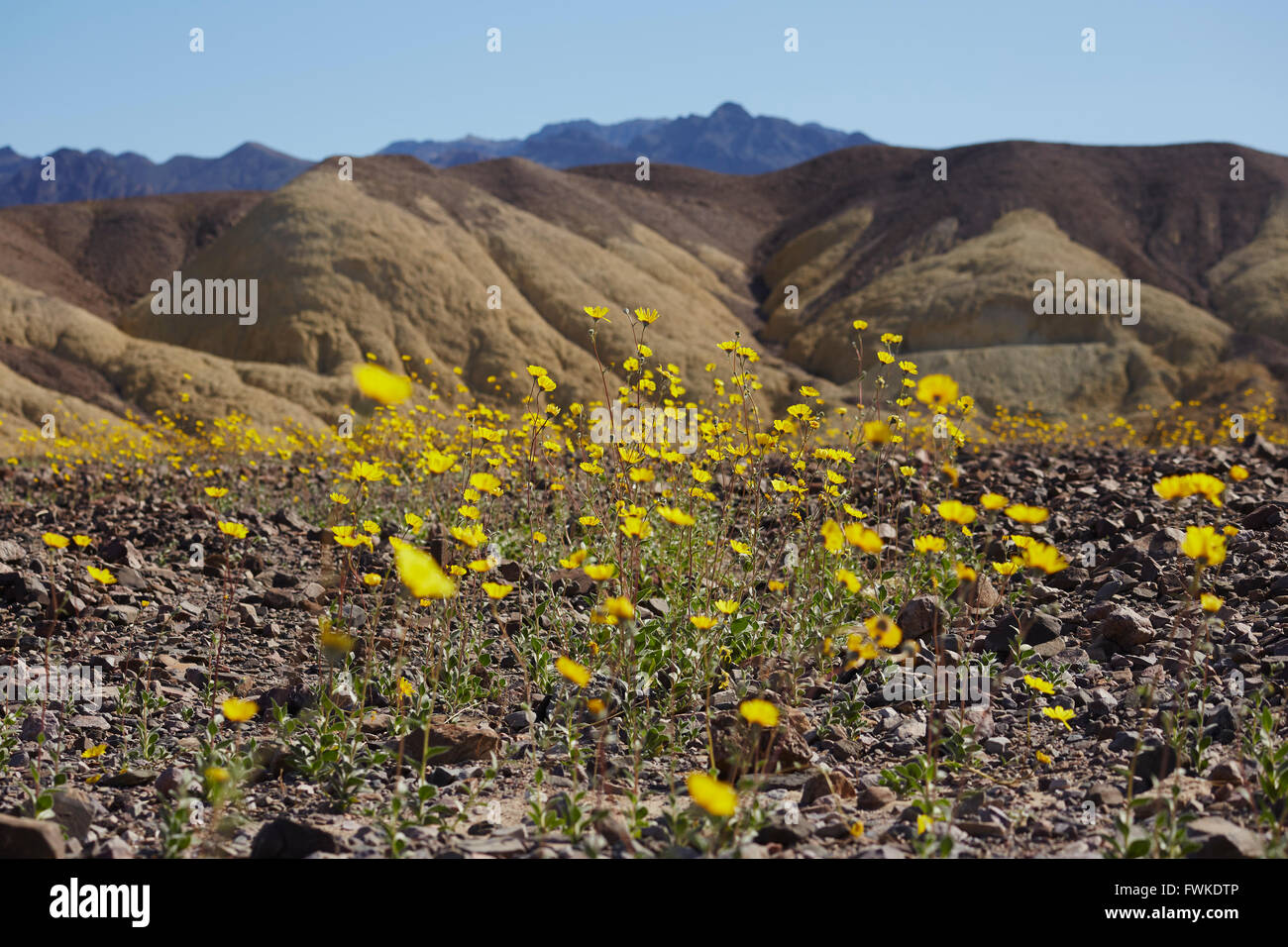 Desert Marigold, superbloom, Death Valley National Park, California ...