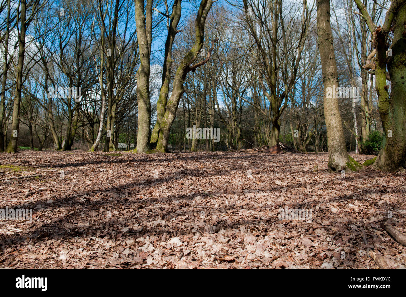 Forest pathway in a clearing with natural sunlight and shadows Stock ...