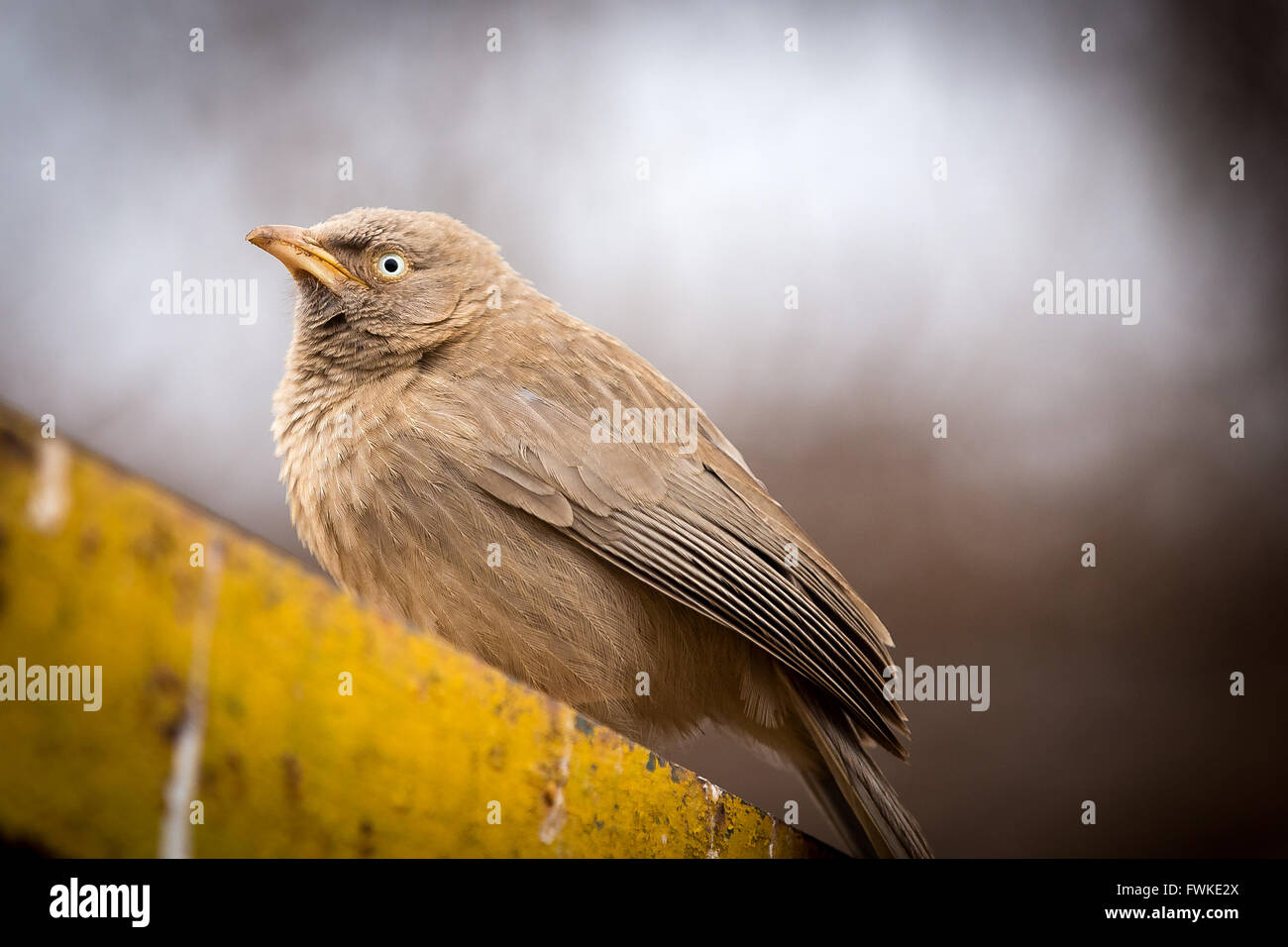 Sharp eye hi-res stock photography and images - Alamy