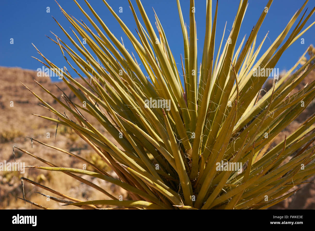 Texas big bend national park agave cactus hi-res stock photography and ...