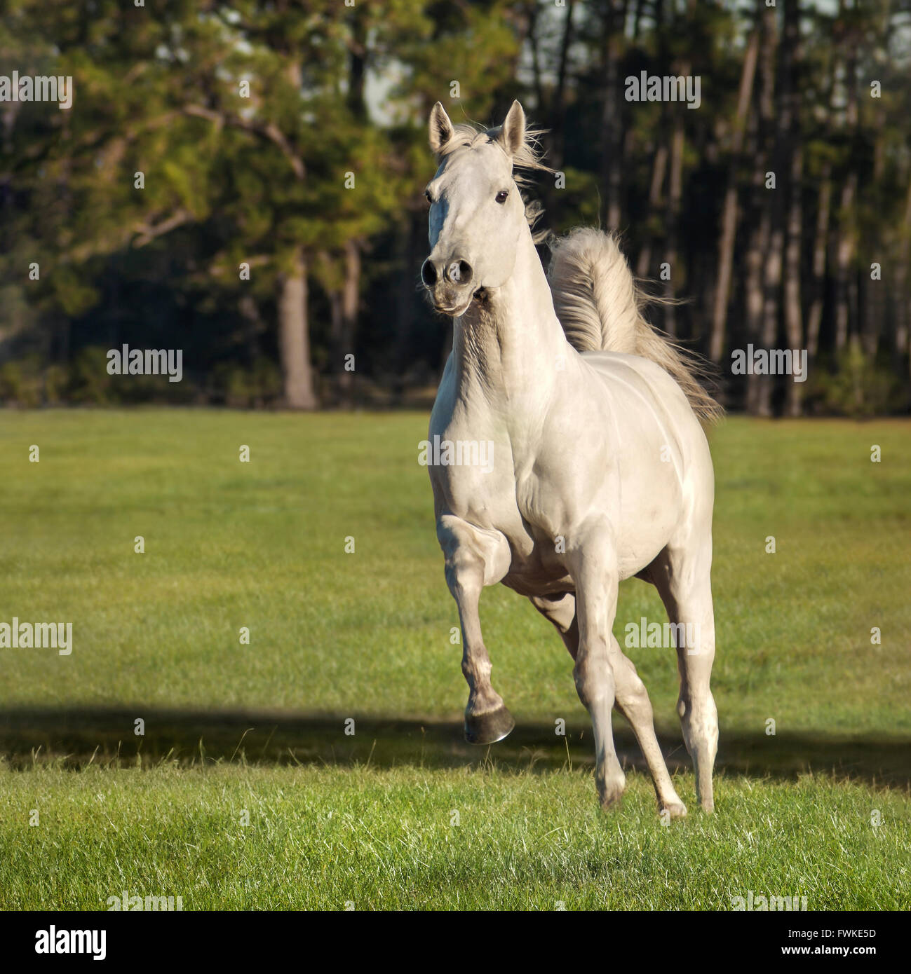 Stallion horse hi-res stock photography and images - Alamy