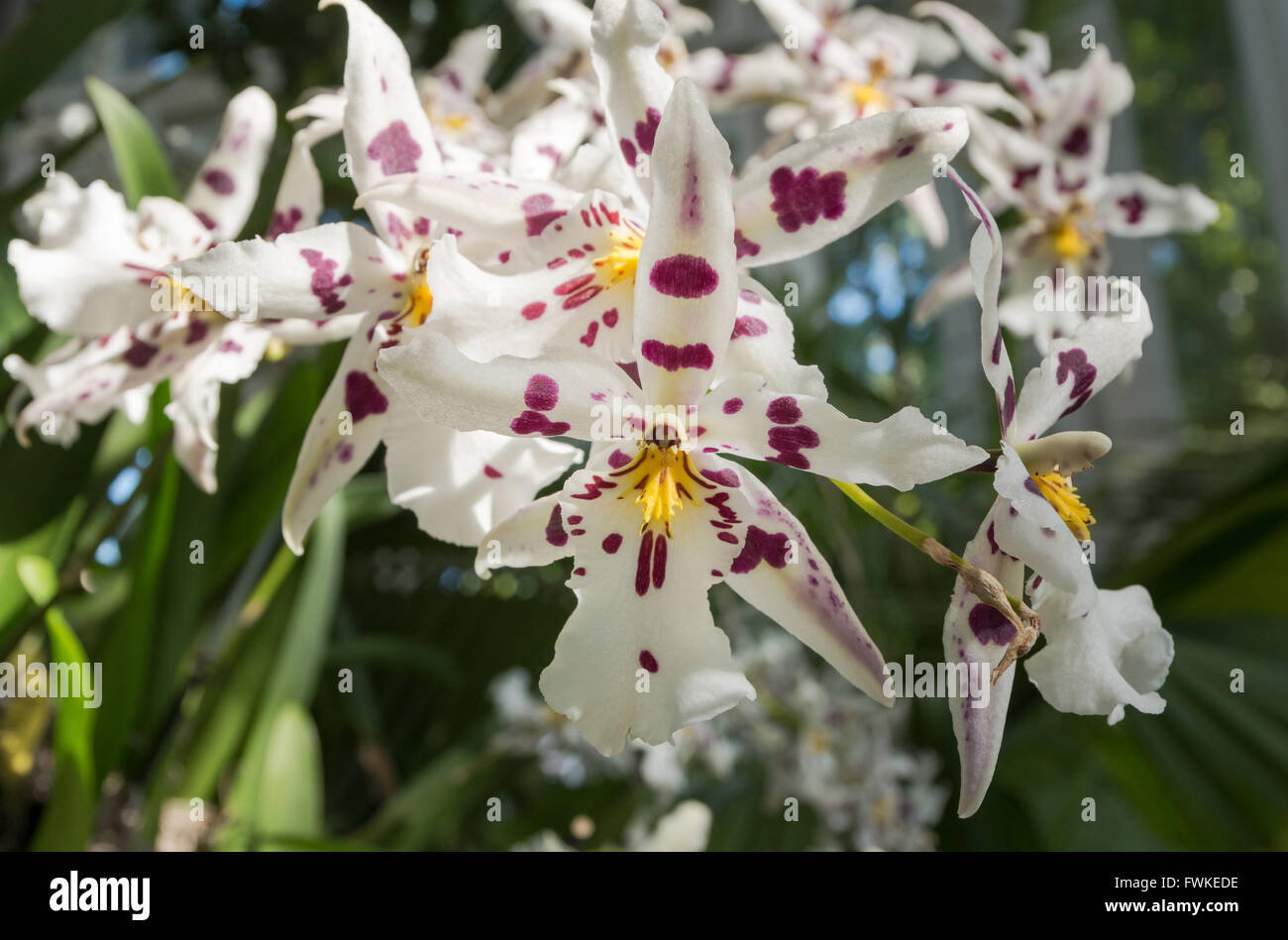 Beallara Bllra. Tropic Lily 'Hilo Spaceship' orchid (Orchidaceae) with ...