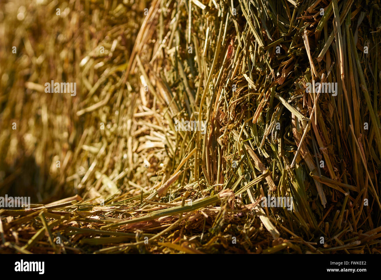rectangular hay bales stacked, Madrid, New Mexico, USA Stock Photo - Alamy