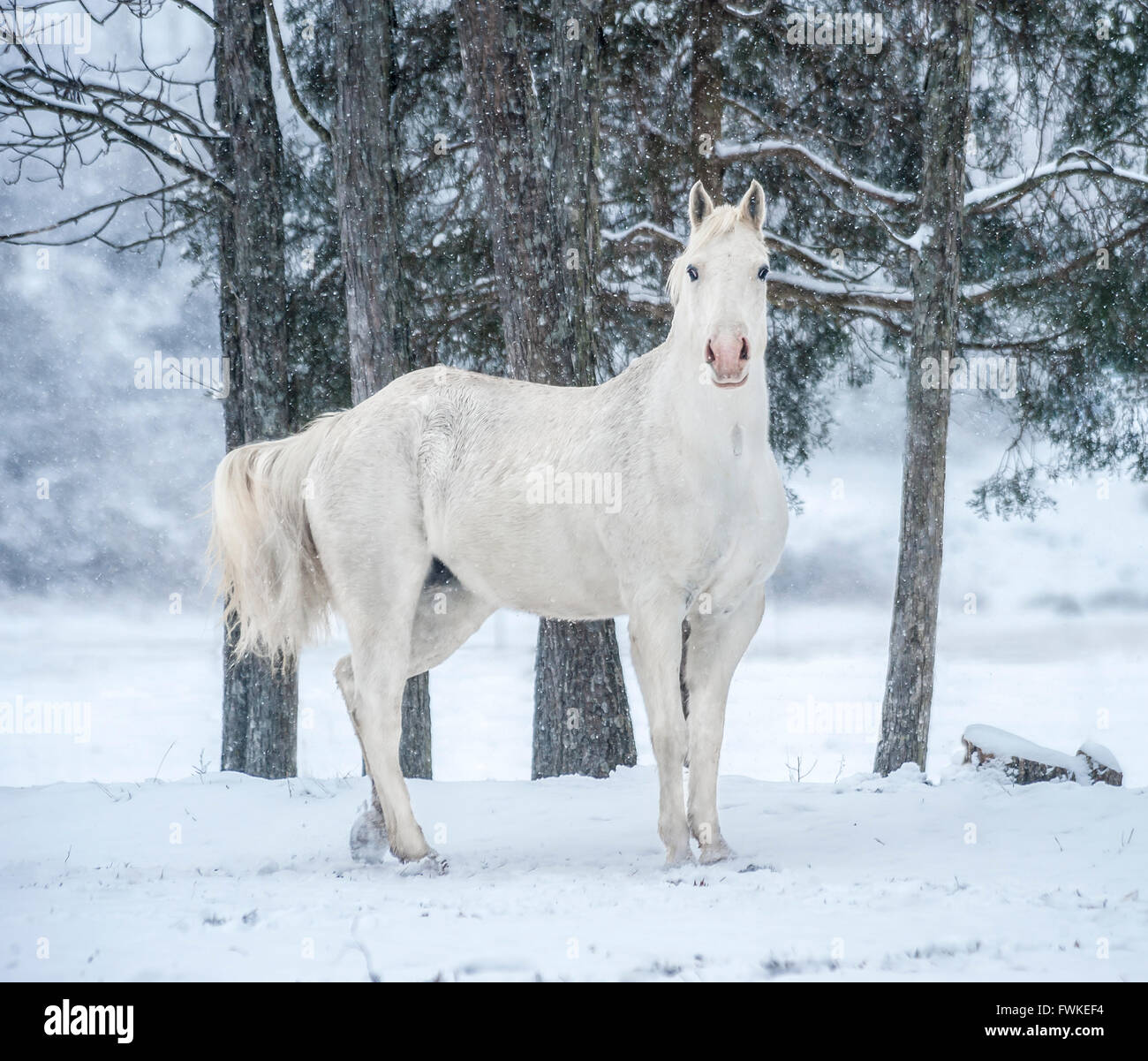 Appaloosa horse winter hi-res stock photography and images - Alamy