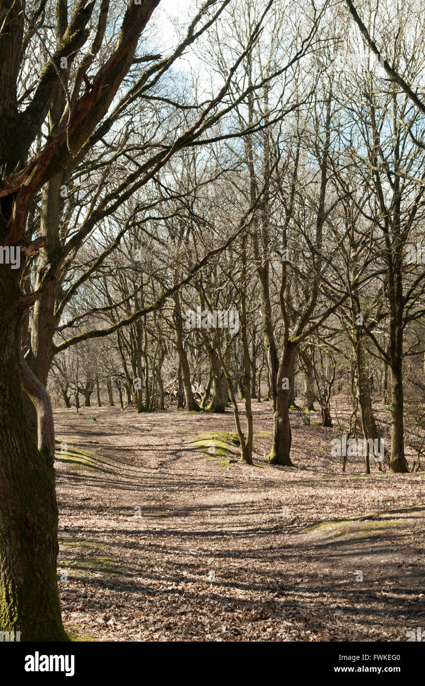 Forest pathway in a clearing with natfural sunlight and shadows Stock ...