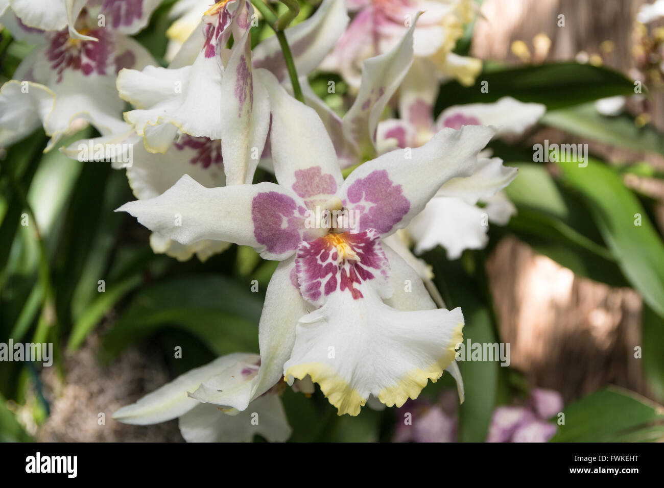 Flowers of the Beallara (Bllr.) Tahoma Glacier 'Green' orchid ...
