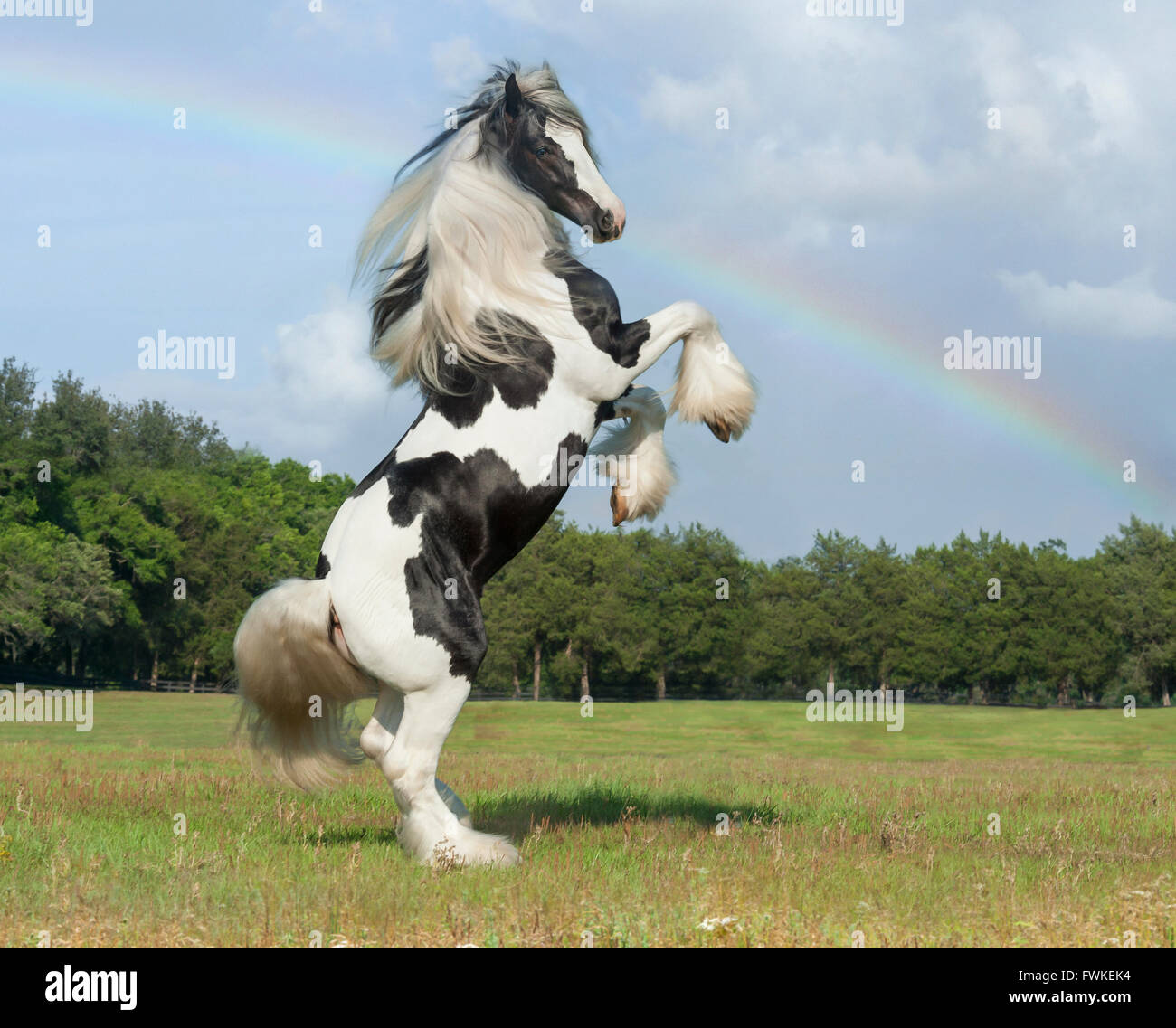 Gypsy Vanner Horse stallion Stock Photo - Alamy