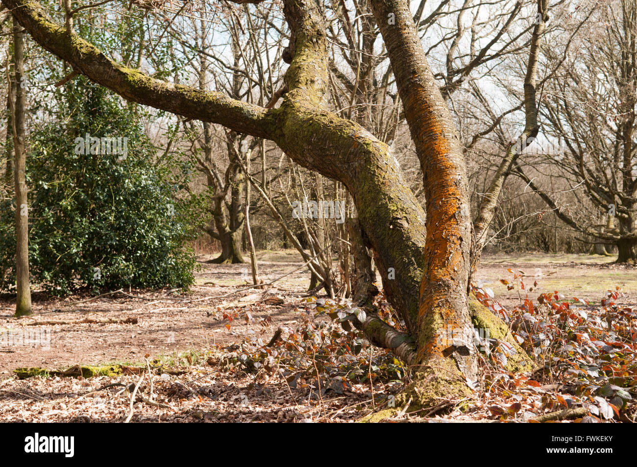 Forest pathway in a clearing with natural sunlight and shadows Stock ...