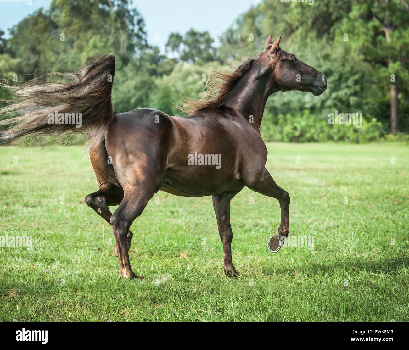 Missouri Fox Trotter stallion Stock Photo - Alamy