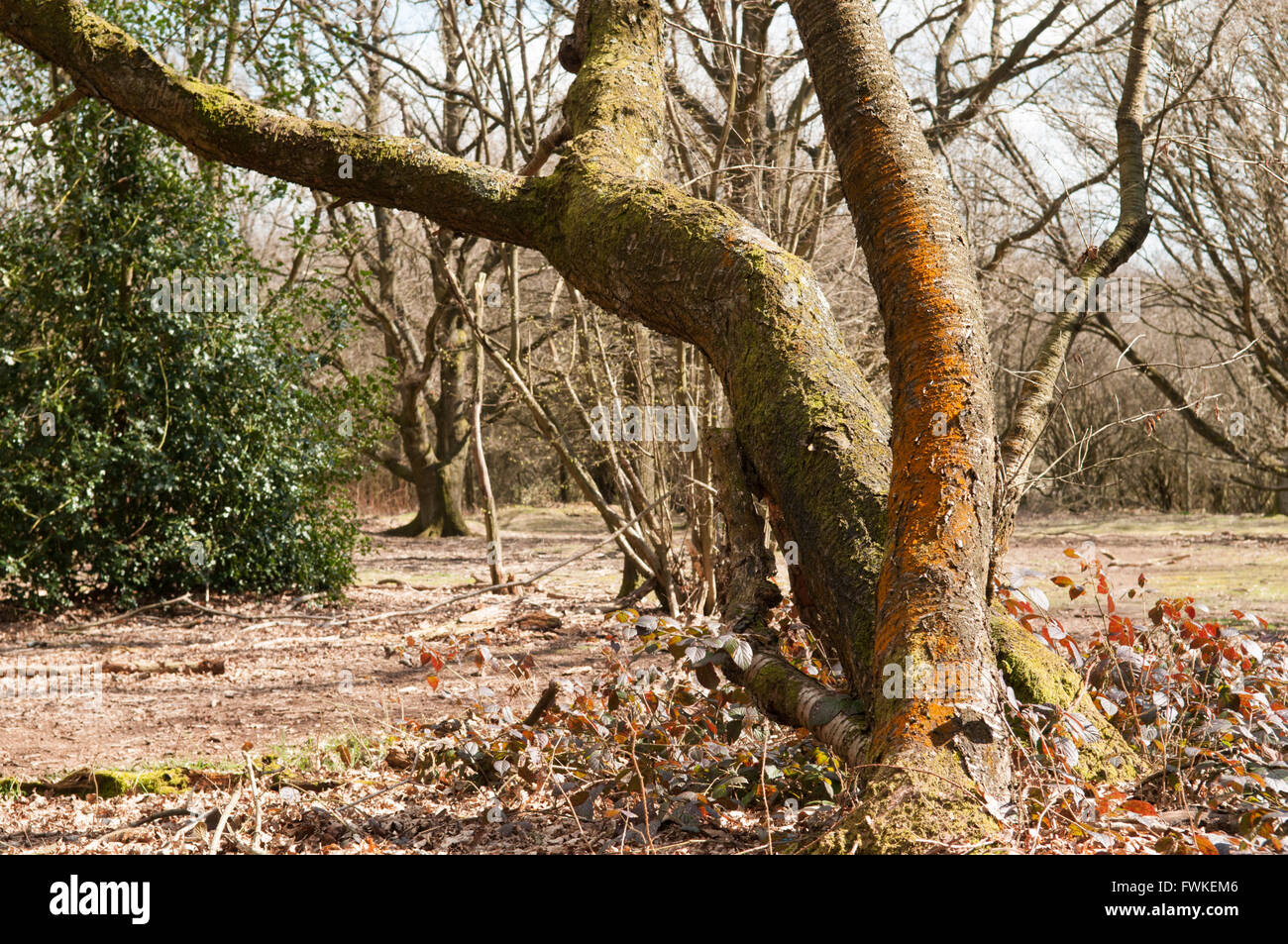 Forest pathway in a clearing with natural sunlight and shadows Stock ...