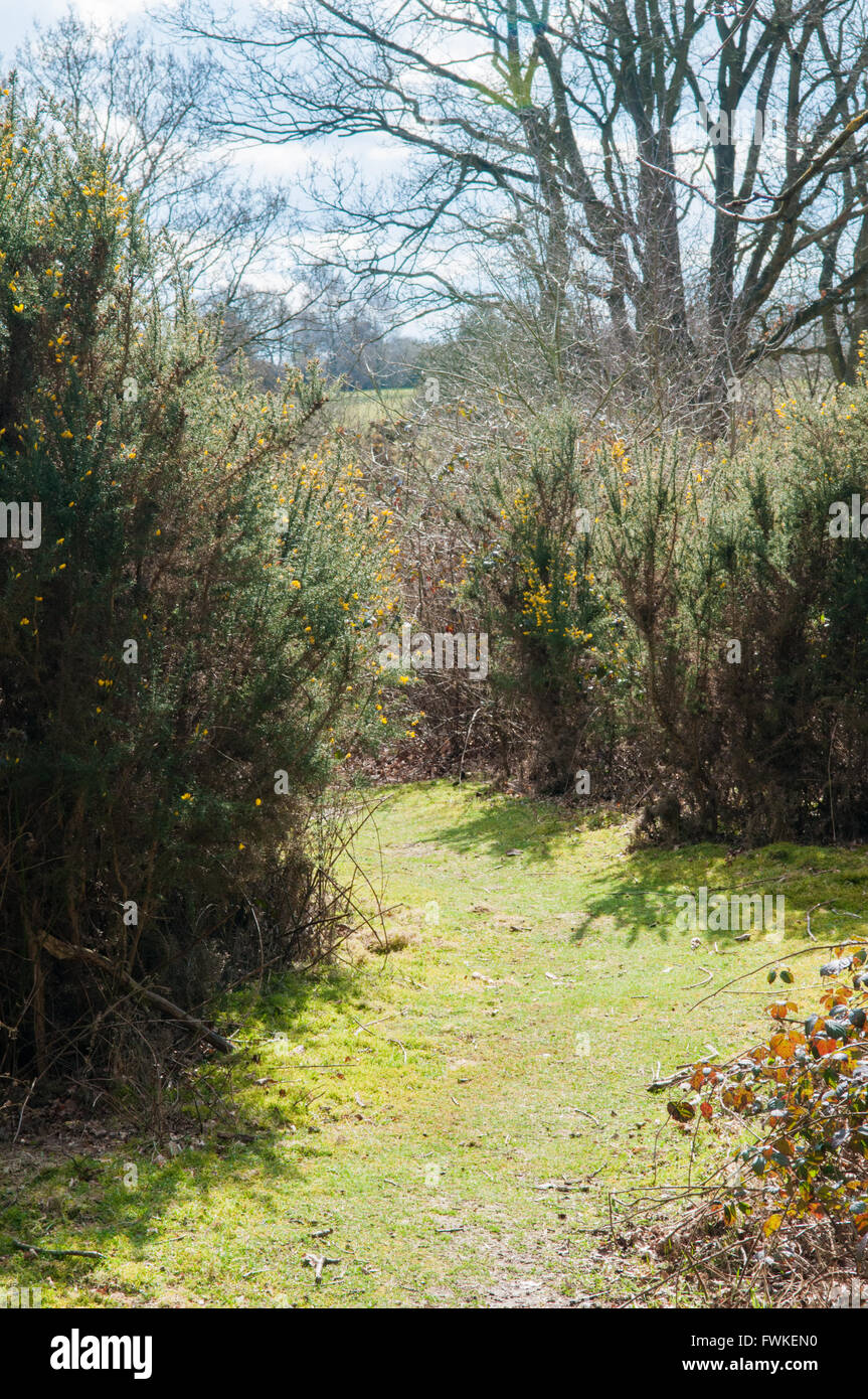 Grassy pathway through flowering hedgerow in the woods Stock Photo - Alamy
