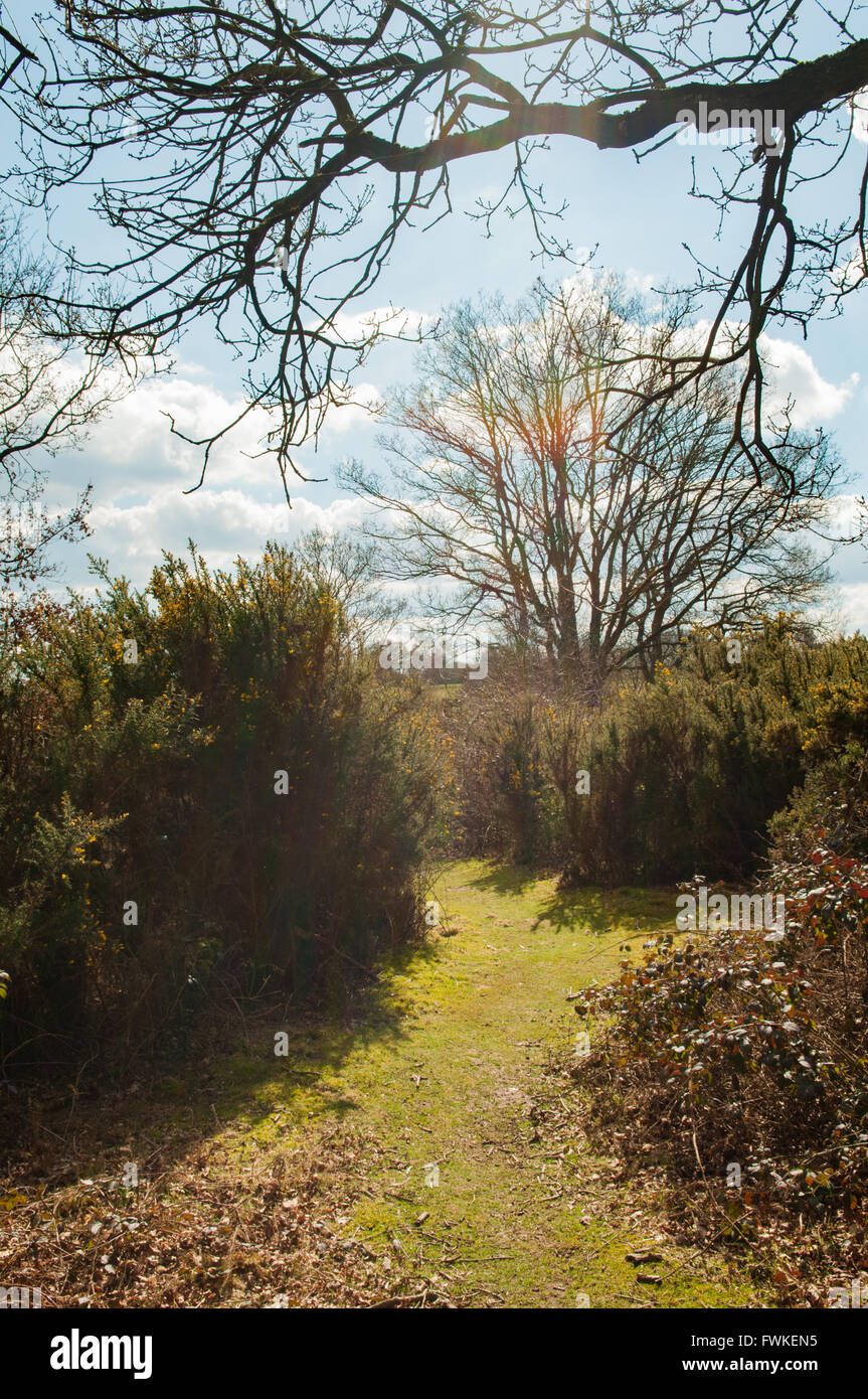 Grassy pathway through flowering hedgerow in the woods Stock Photo - Alamy