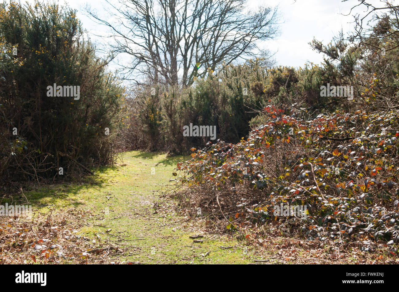 Grassy pathway through flowering hedgerow in the woods Stock Photo - Alamy