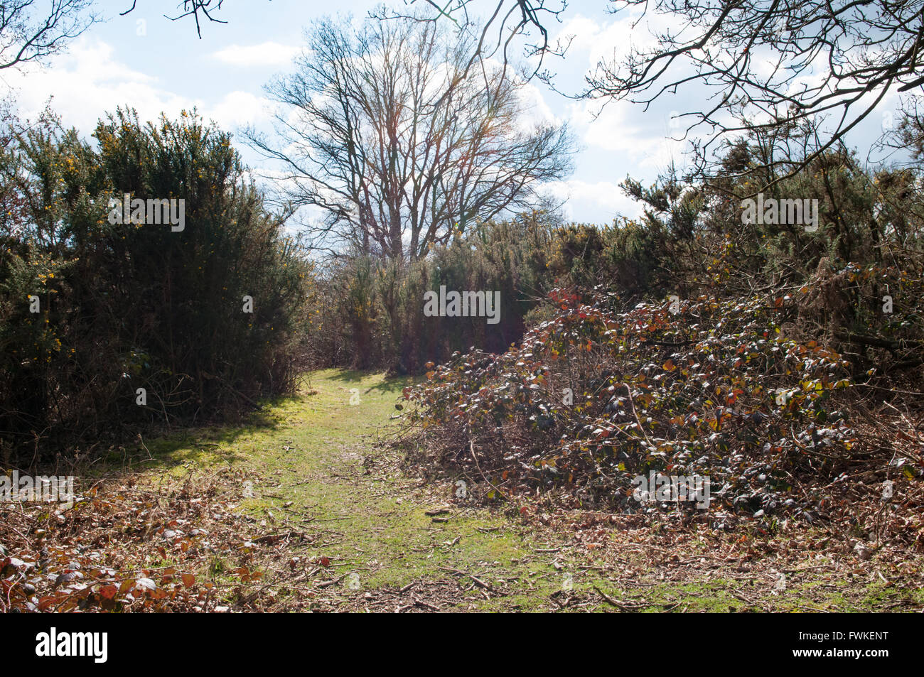 Grassy pathway through flowering hedgerow in the woods Stock Photo - Alamy