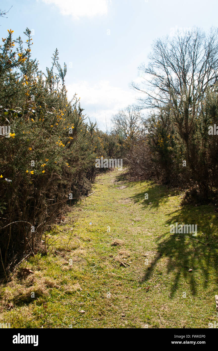 Grassy pathway through flowering hedgerow in the woods Stock Photo - Alamy