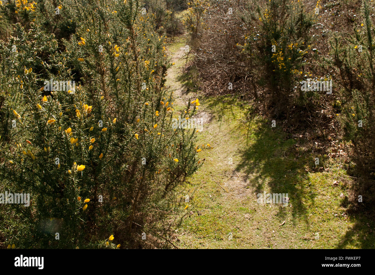 Grassy pathway through flowering hedgerow in the woods Stock Photo - Alamy