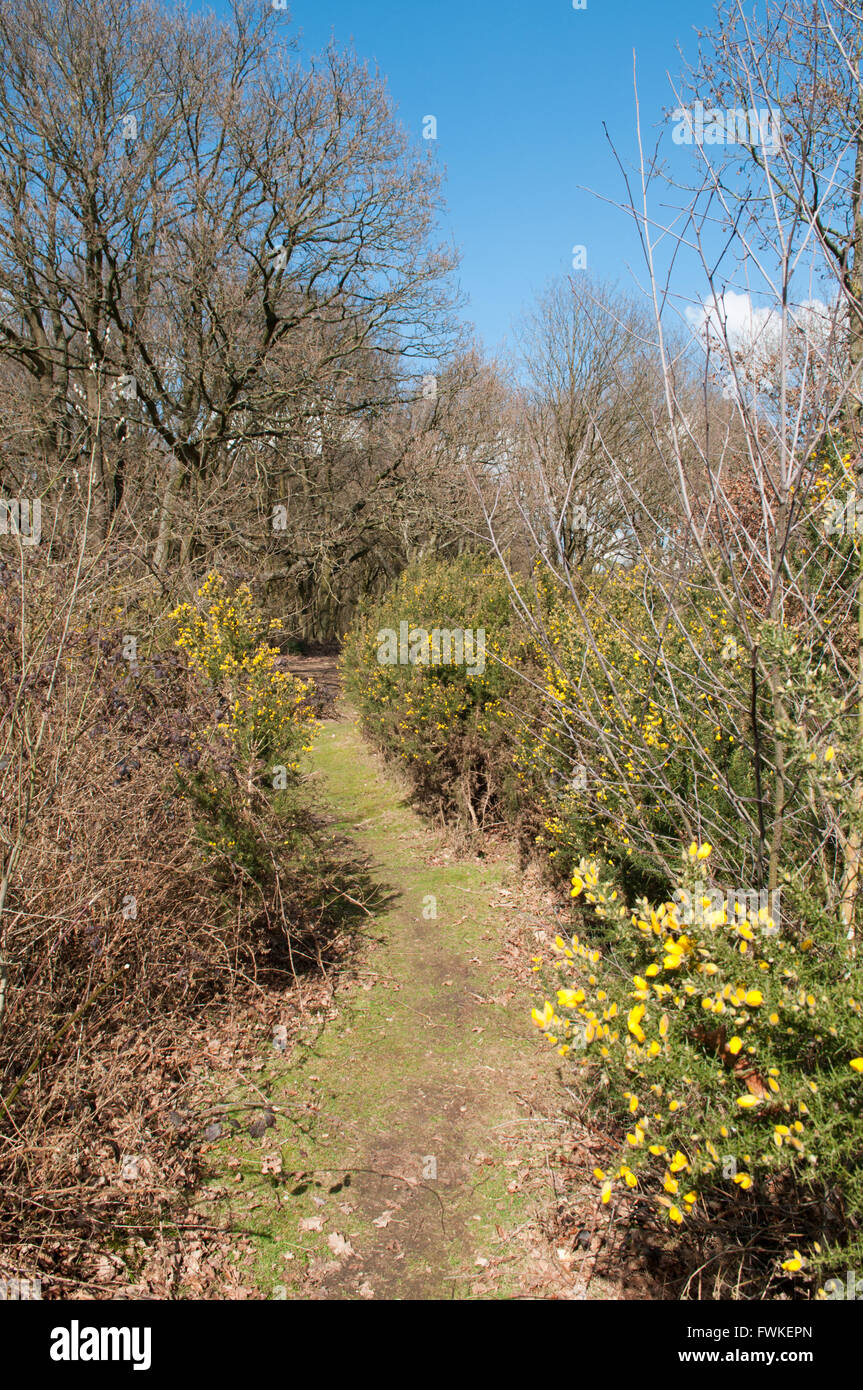 Grassy pathway through flowering hedgerow in the woods Stock Photo - Alamy