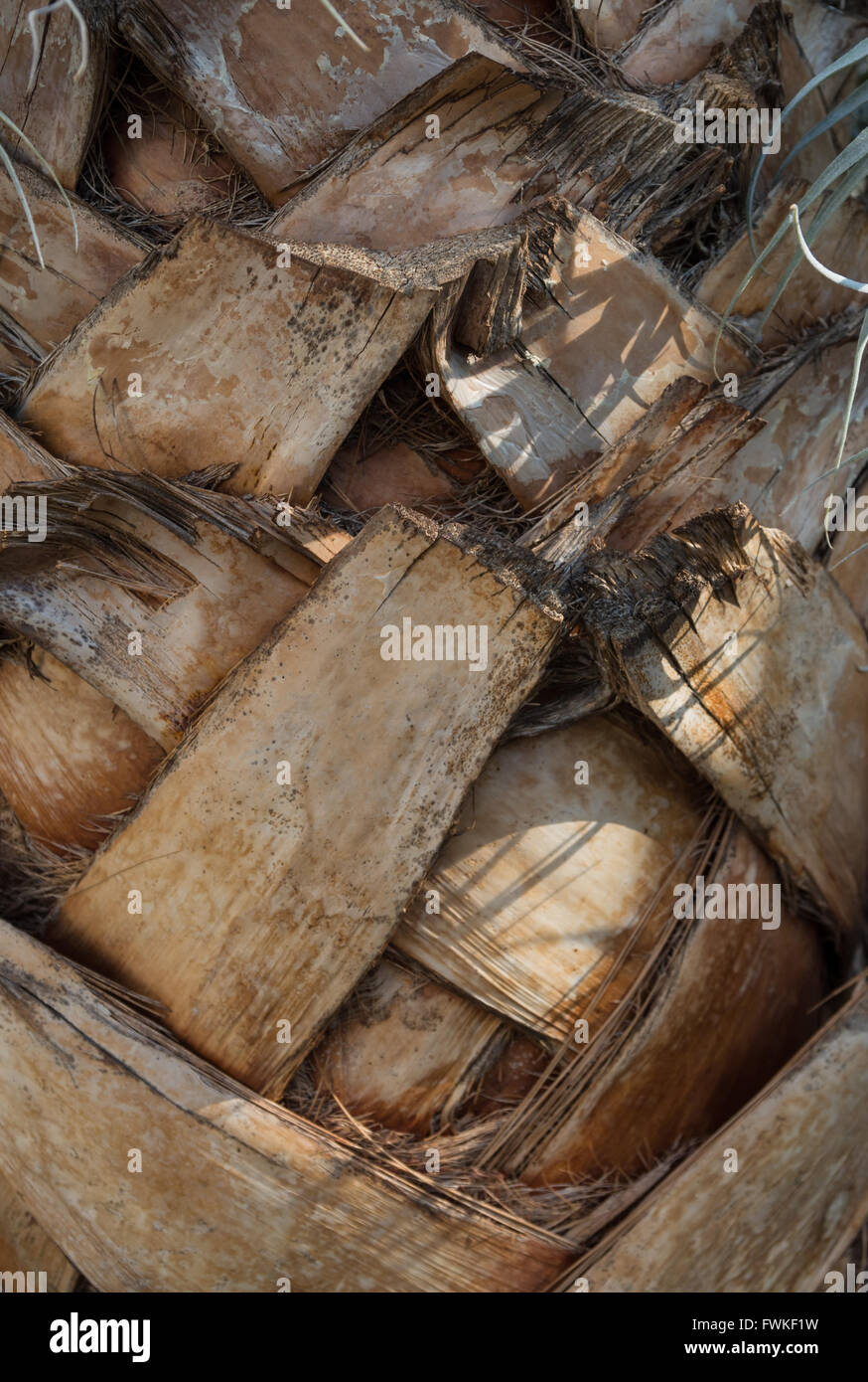 Close up of the woven trunk of a Mexican Fan Palm tree (Washingtonia ...