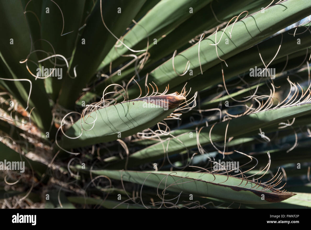 Close up of the bladed leaves of a Spanish Dagger shrub plant (Yukka ...
