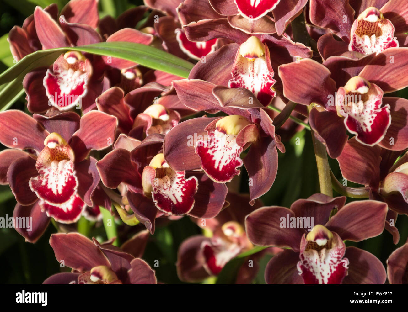 Group of red and white flowers of Cymbidium orchids (Orchidaceae Stock ...