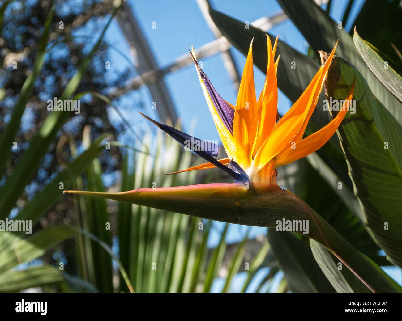 Close up of flower on Bird of Paradise plant (Strelitzia ...