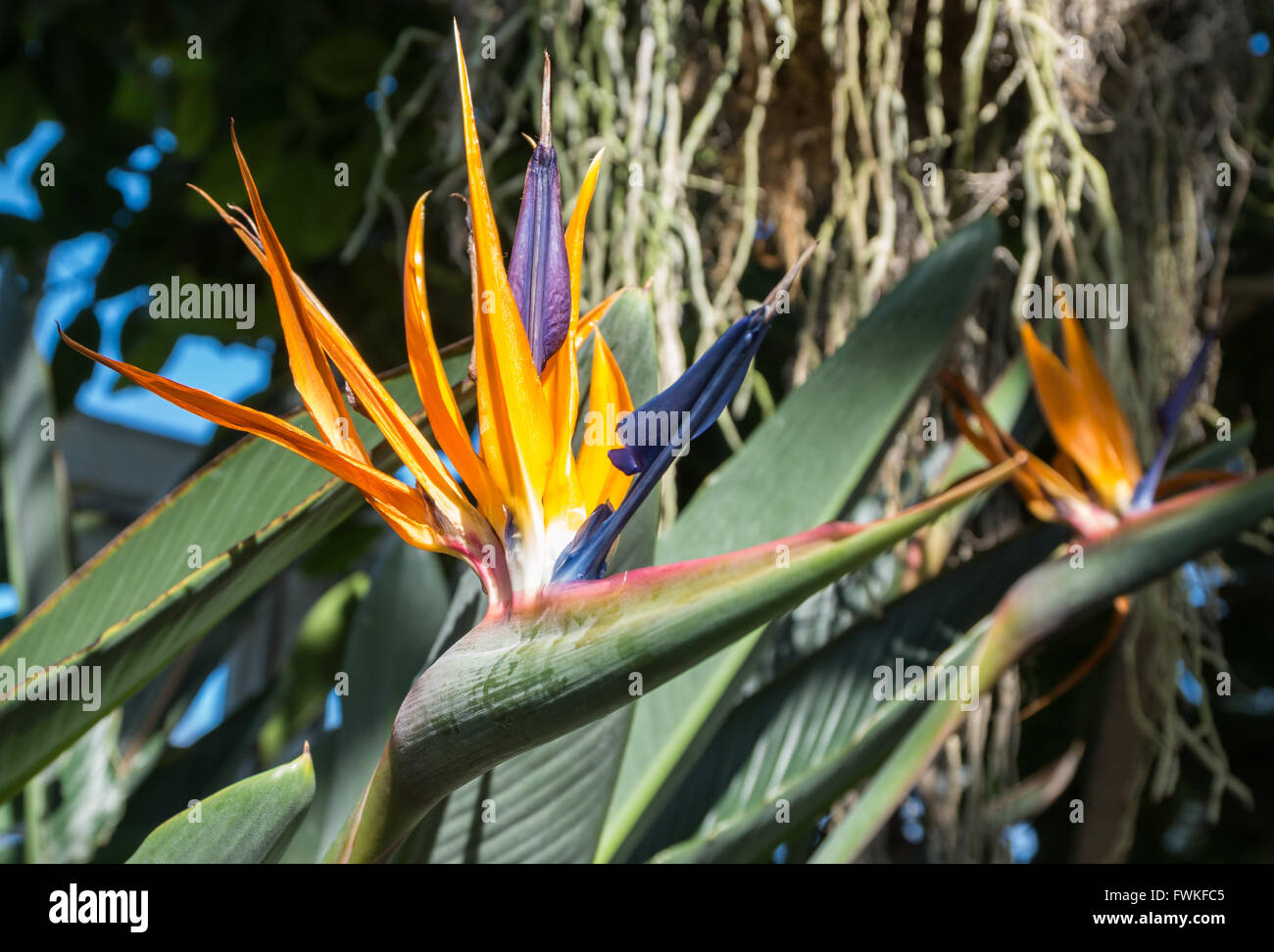 Close up of flower on Bird of Paradise plant (Strelitzia ...