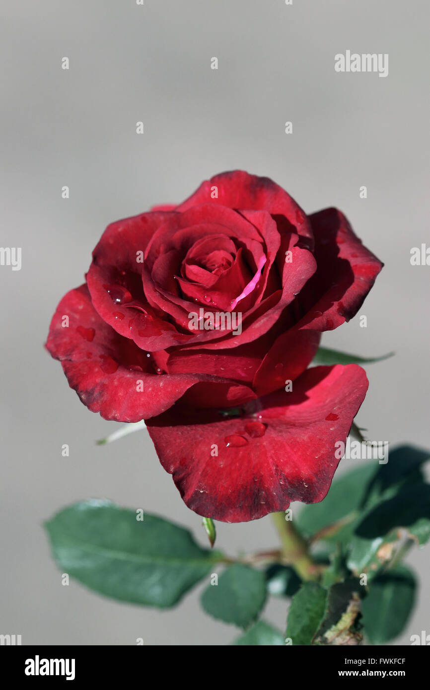 Red rose in full bloom hi-res stock photography and images - Alamy