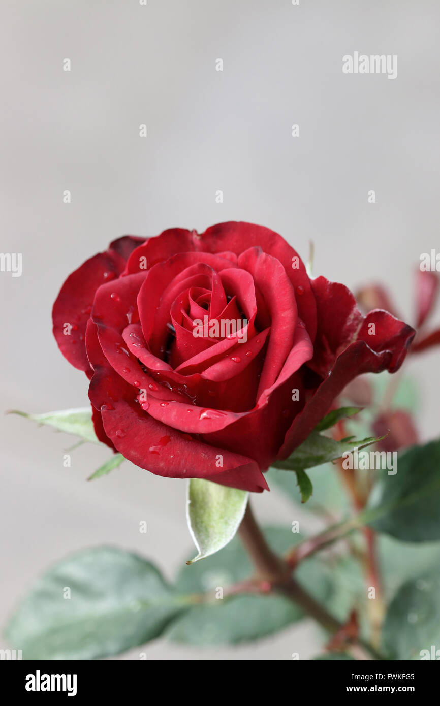 Single Red Rose in full bloom Stock Photo - Alamy
