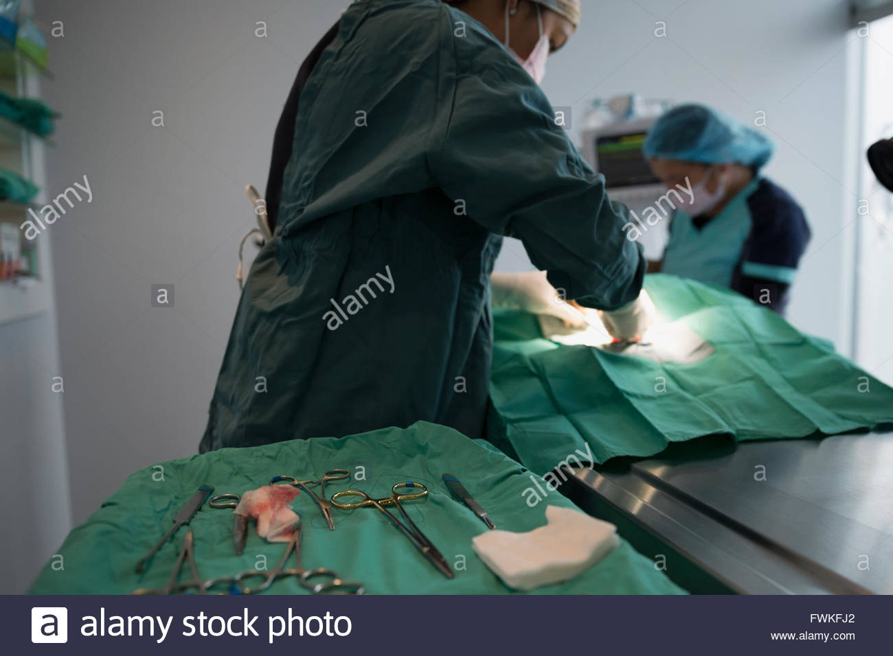 Surgical scissors and gauze behind veterinarian performing surgery ...