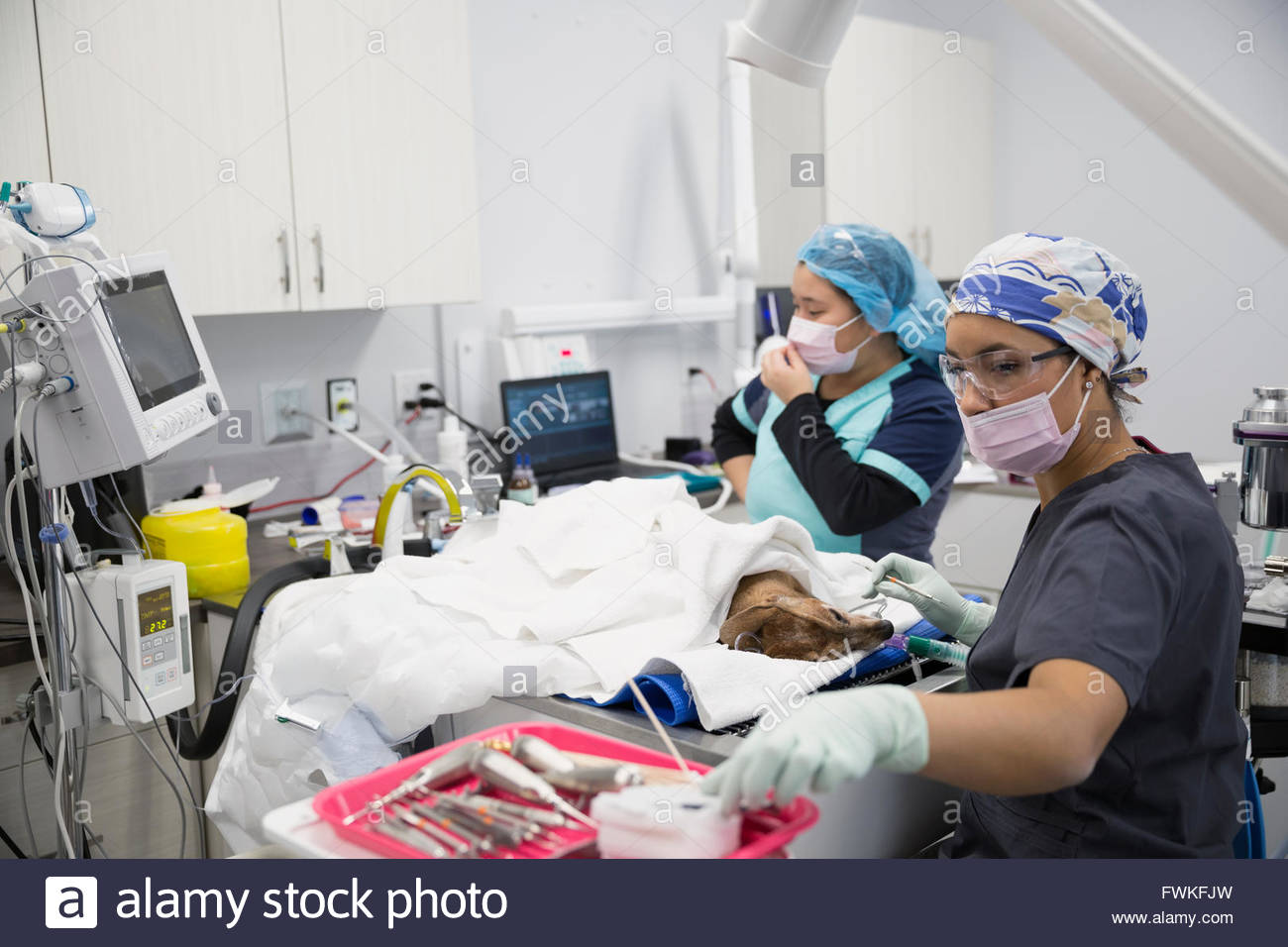 Vet with dog surgery hi-res stock photography and images - Alamy
