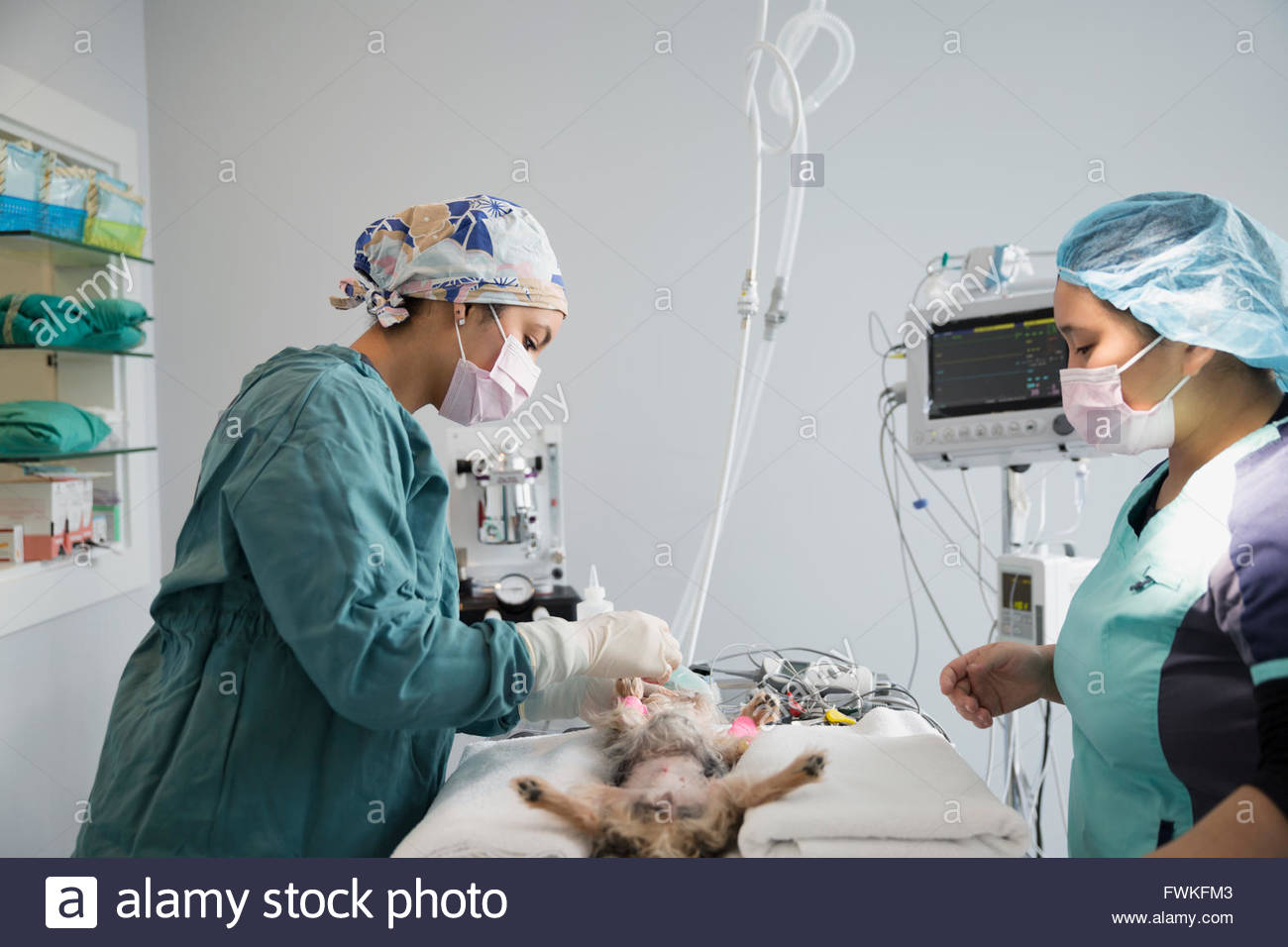 Animal Health Technician Stock Photos & Animal Health Technician Stock ...