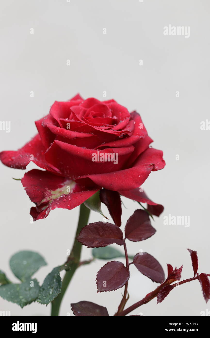 Red rose one beautiful rose hi-res stock photography and images - Alamy