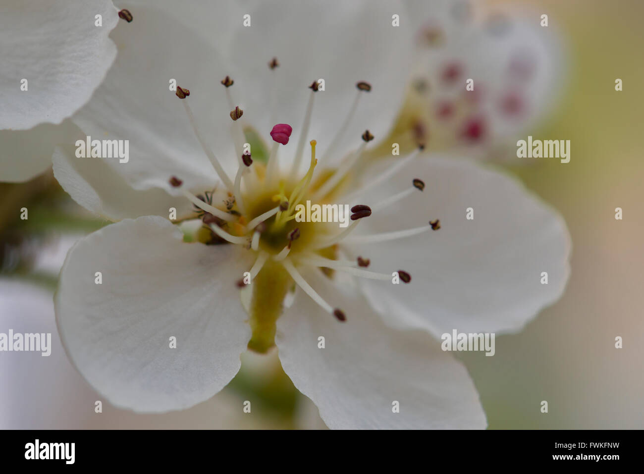 Mountain Flower at National Park Paklenica, Croatia Stock Photo - Alamy