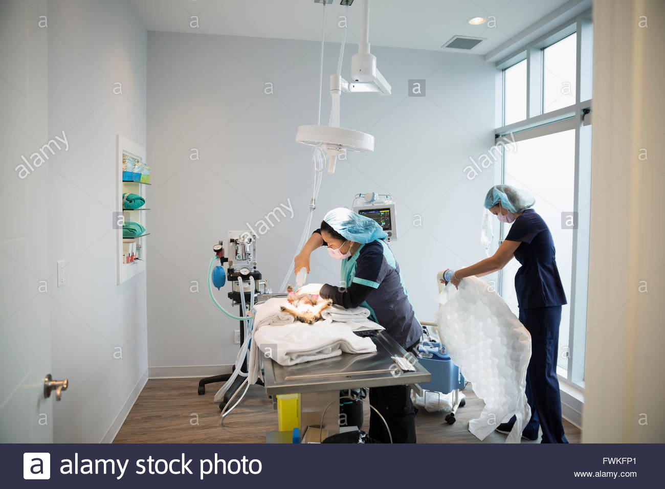 Asian woman veterinarian holding dog hi-res stock photography and ...