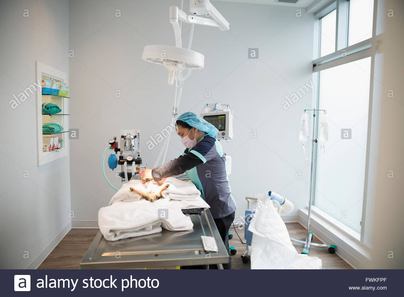 Asian vet hi-res stock photography and images - Alamy