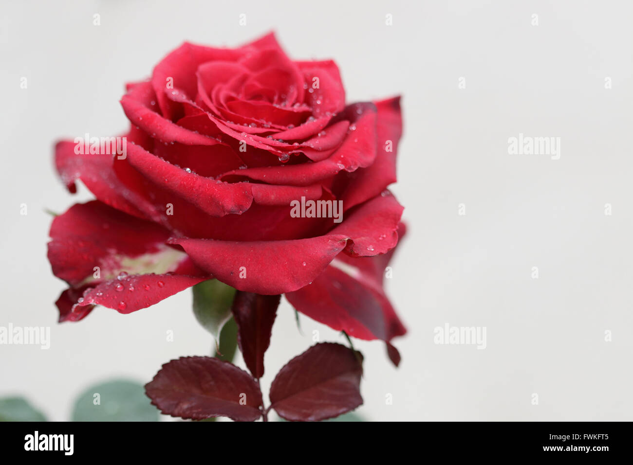 One isolated red rose hi-res stock photography and images - Alamy
