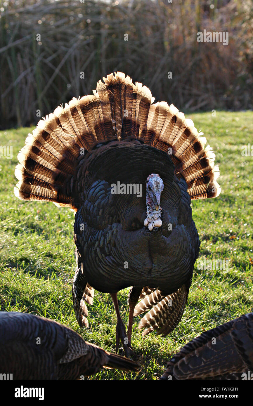 Turkey tail fan hi-res stock photography and images - Alamy